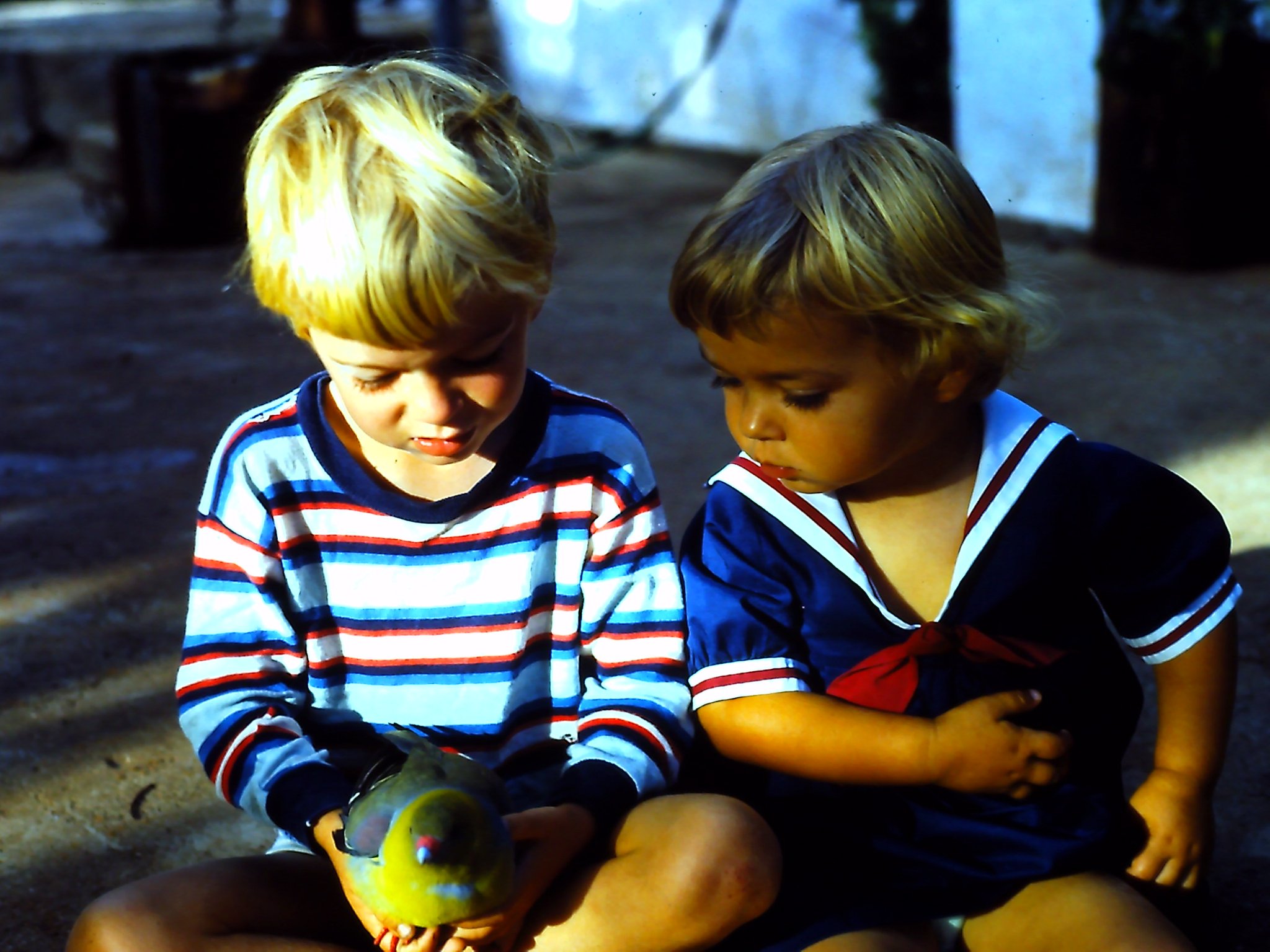 Pigeon and Dawn | Mockingbird Chronicles