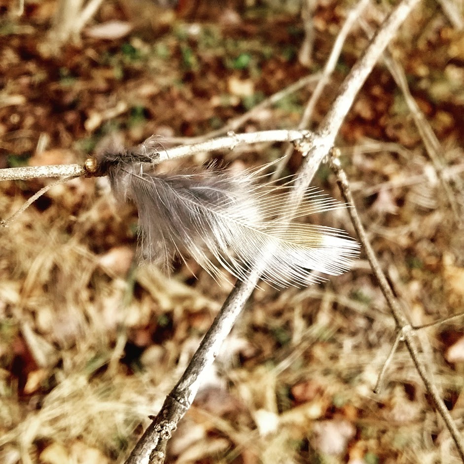 featherrrrr | Mockingbird Chronicles