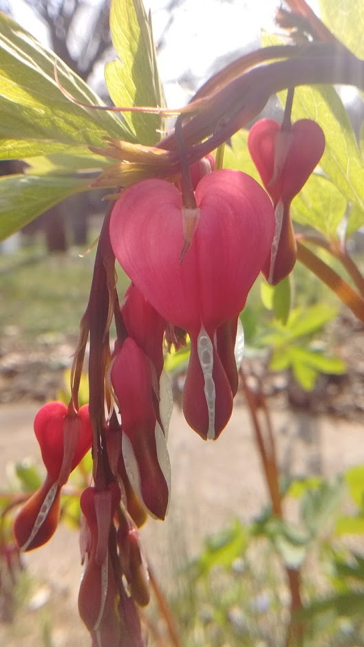 bleeding heart | Mockingbird Chronicles