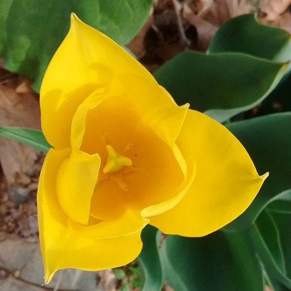 birth – Mockingbird Chronicles