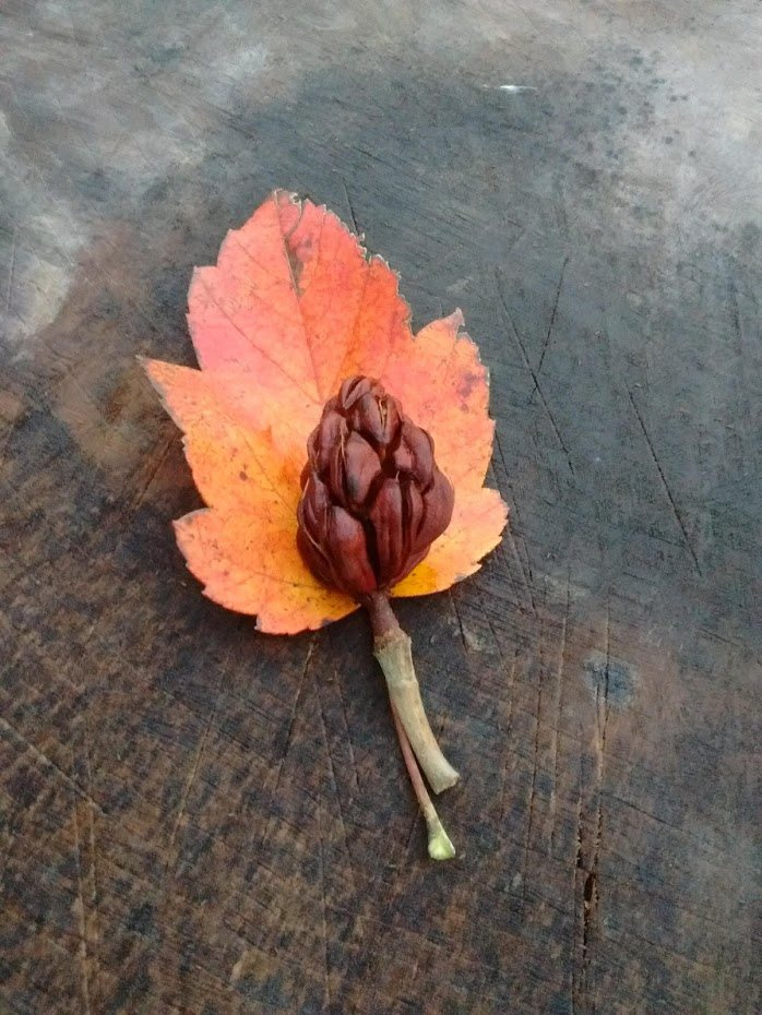 Coping | Mockingbird Chronicles