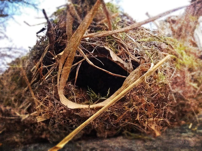 Advent 16: Companionship | Mockingbird Chronicles