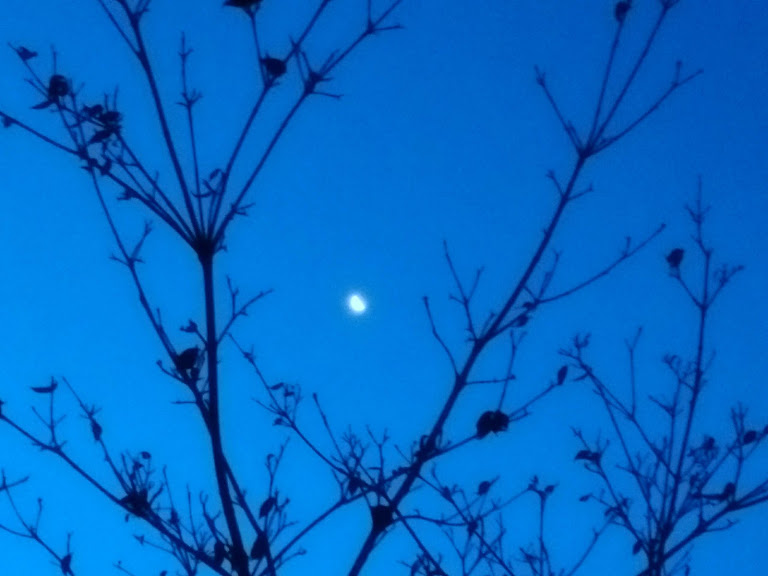 solstice | Mockingbird Chronicles