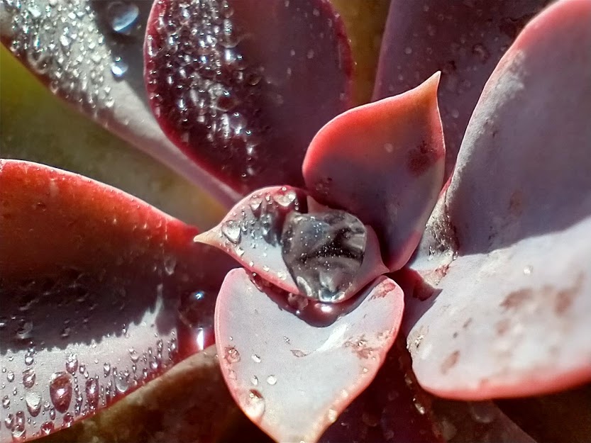 Speaking Justice, Enacting Peace | Mockingbird Chronicles