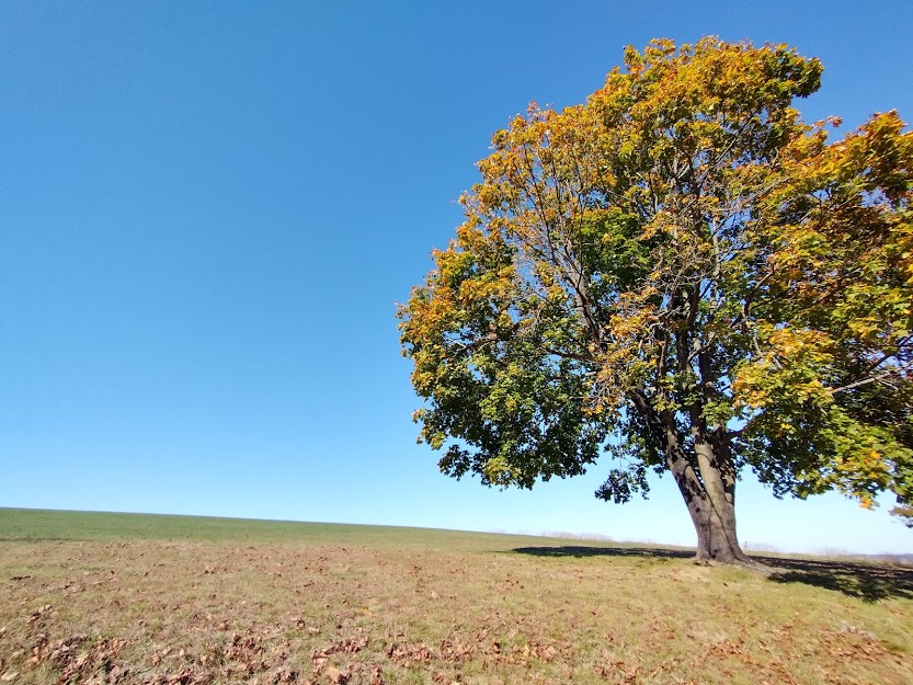 Finding Poetry, Part 1 | Mockingbird Chronicles