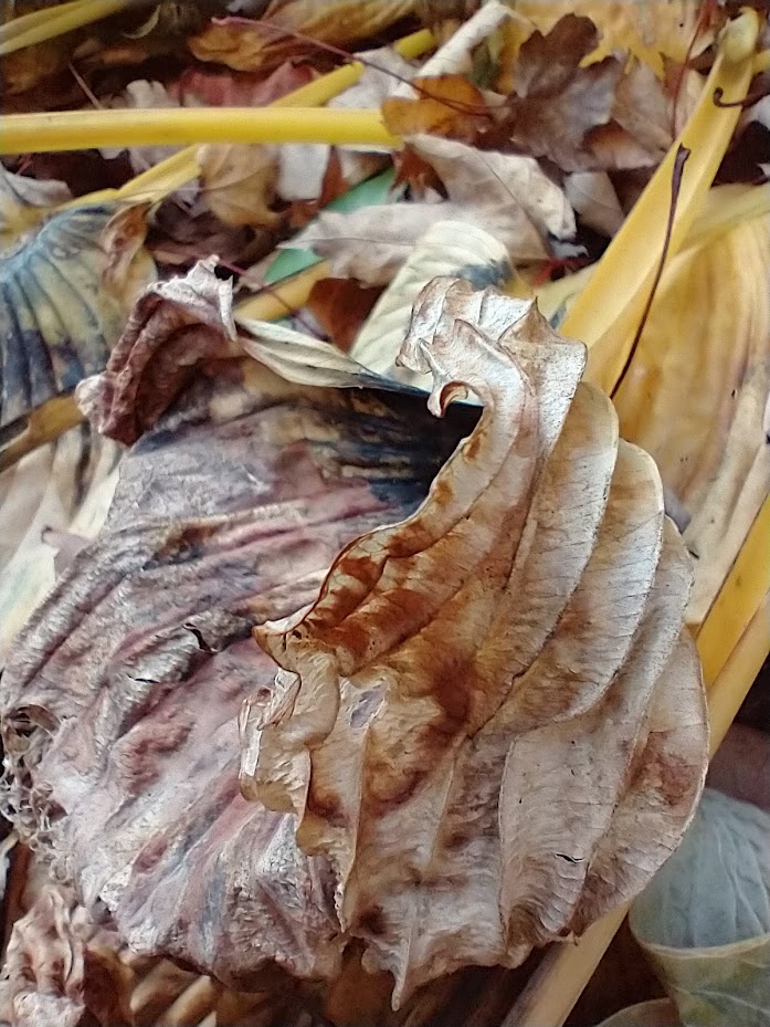 Advent Images: Truth – Mockingbird Chronicles