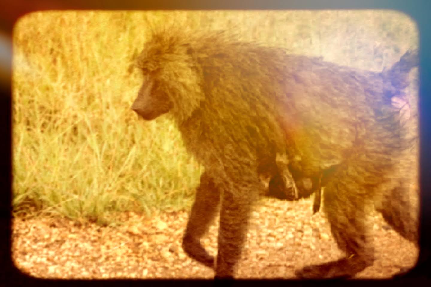 Reasons for Hope | Mockingbird Chronicles