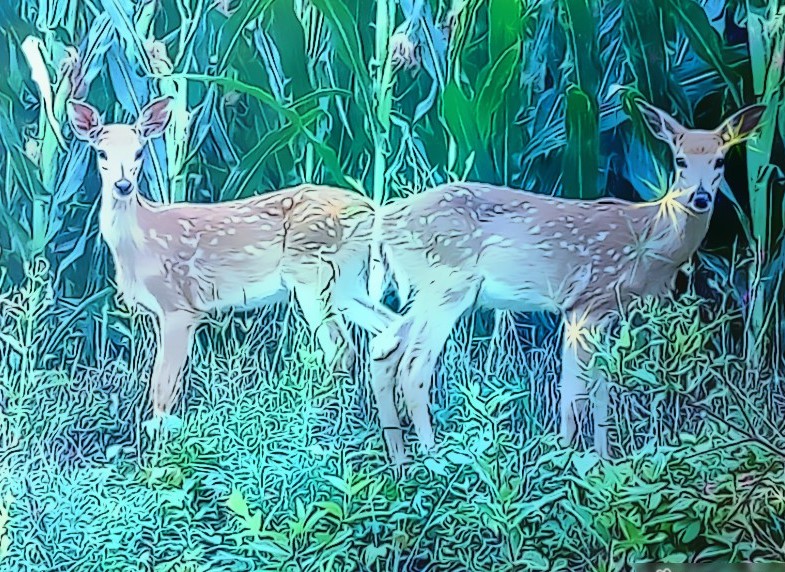 Translation Poetry Prompt | Mockingbird Chronicles