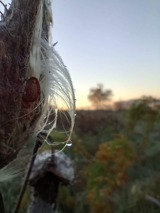 Playing with Form | Mockingbird Chronicles