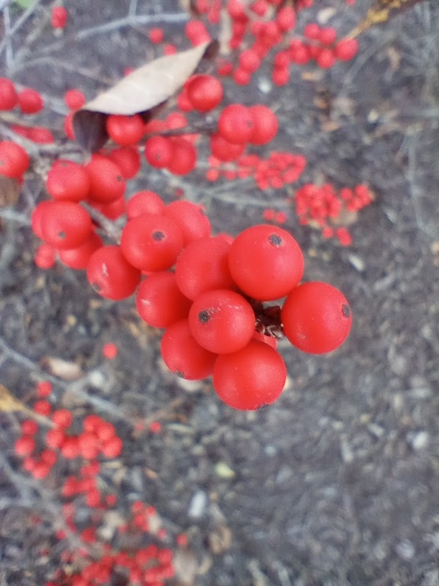 Setting the Intention | Mockingbird Chronicles