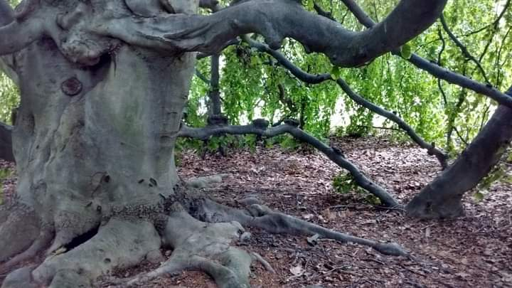 Now Is the Time | Mockingbird Chronicles