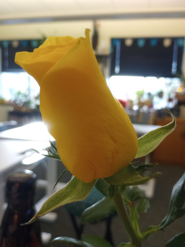 Bringing Each Other Back | Mockingbird Chronicles