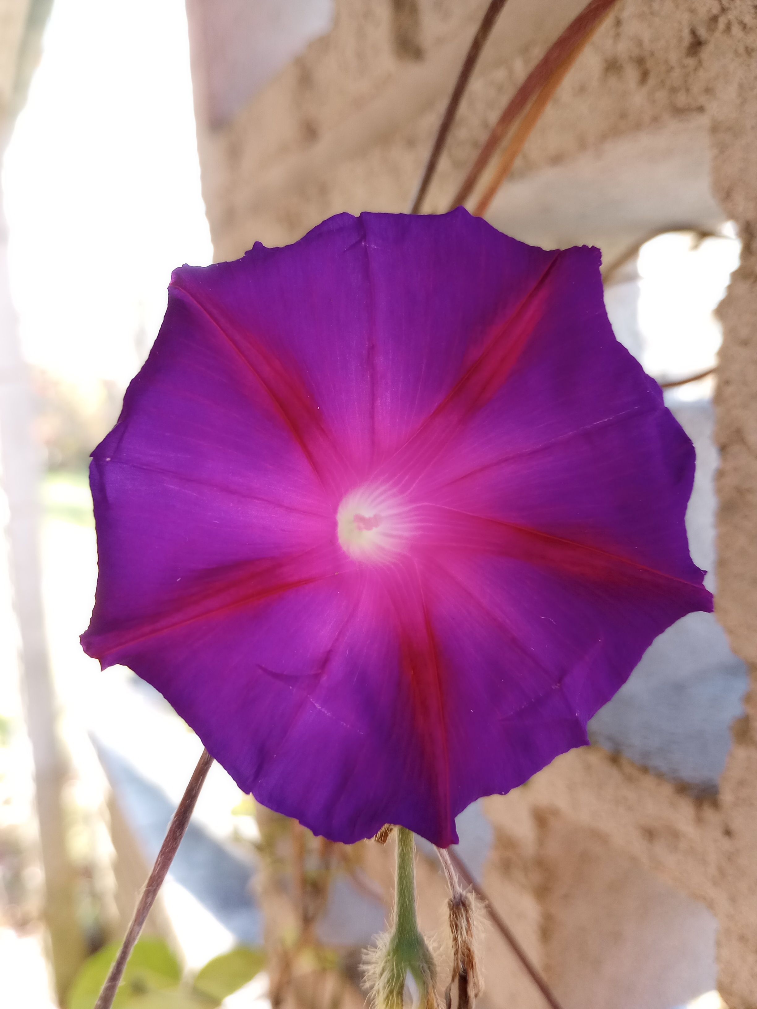 Conjuring Calm | Mockingbird Chronicles