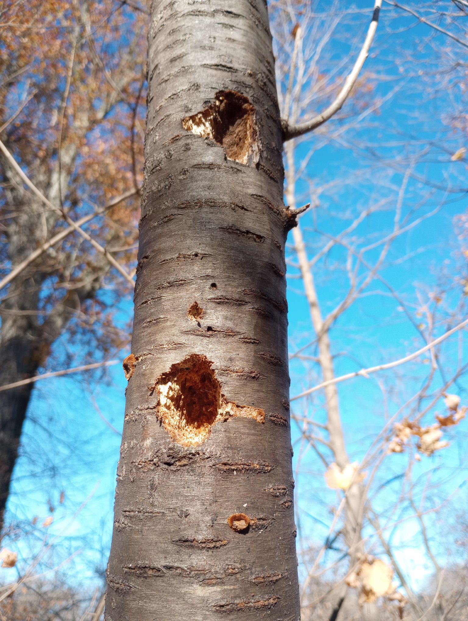 Get Back on Track | Mockingbird Chronicles