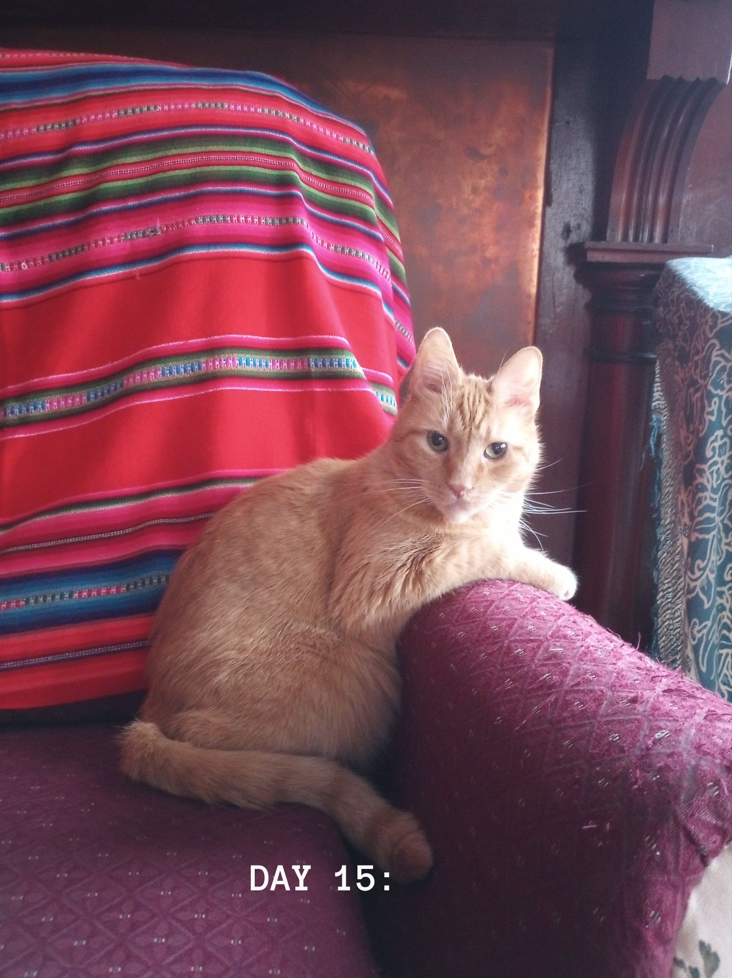 A Little Bit Triggered | Mockingbird Chronicles