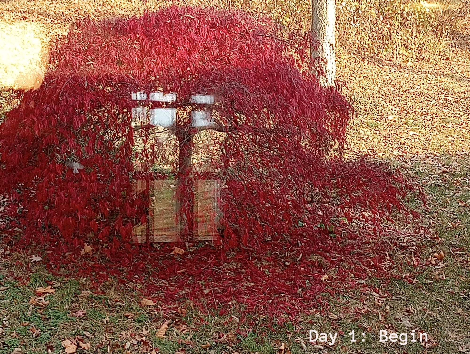 Begin | Mockingbird Chronicles