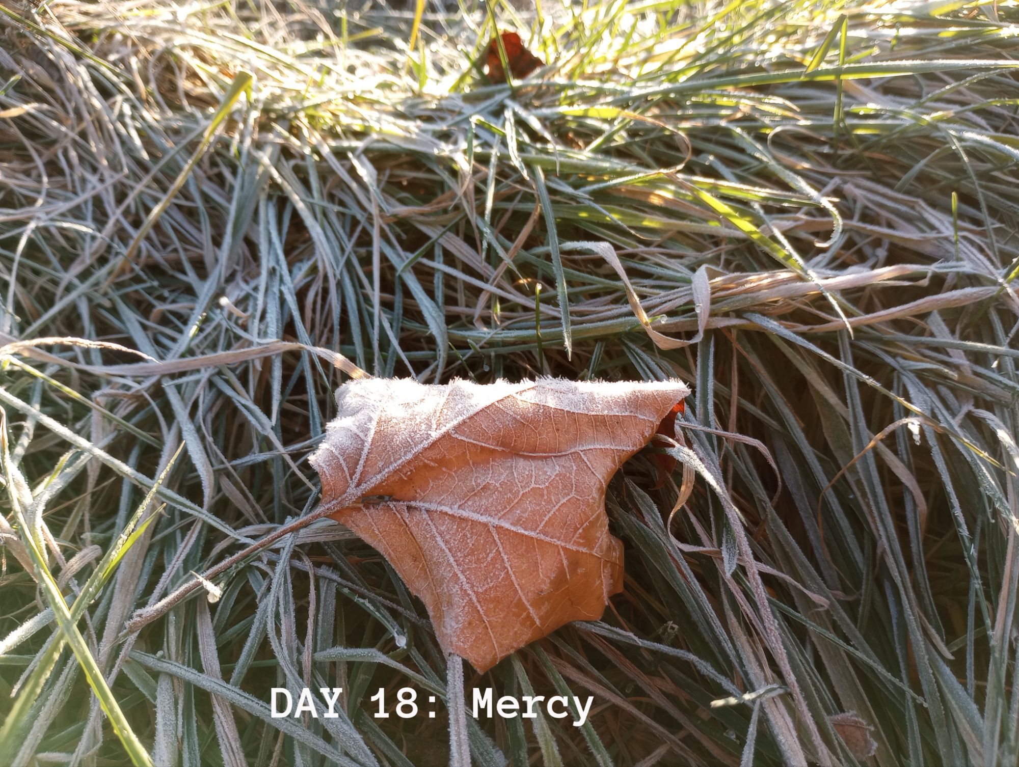 Mercy | Mockingbird Chronicles