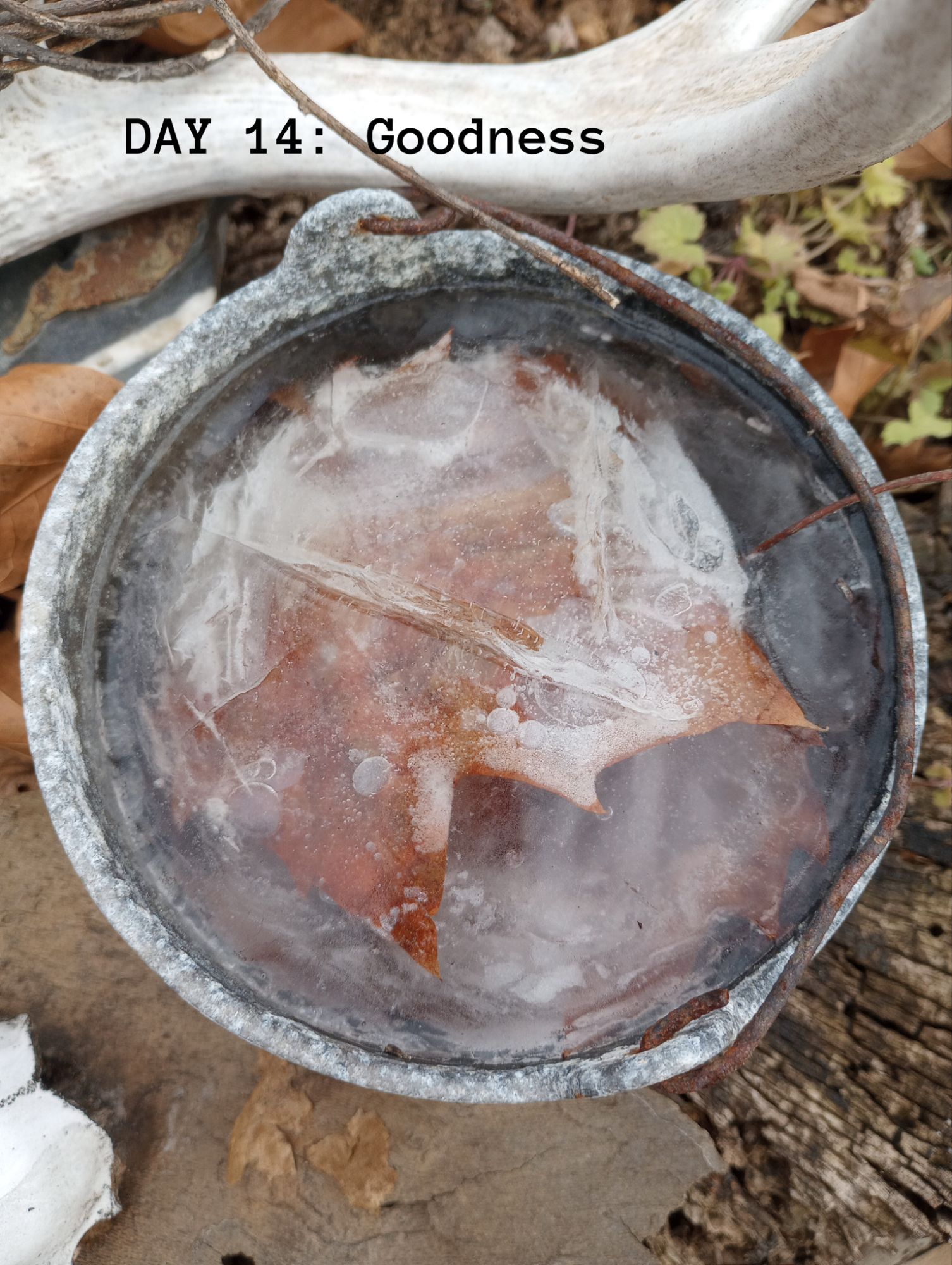 Goodness | Mockingbird Chronicles