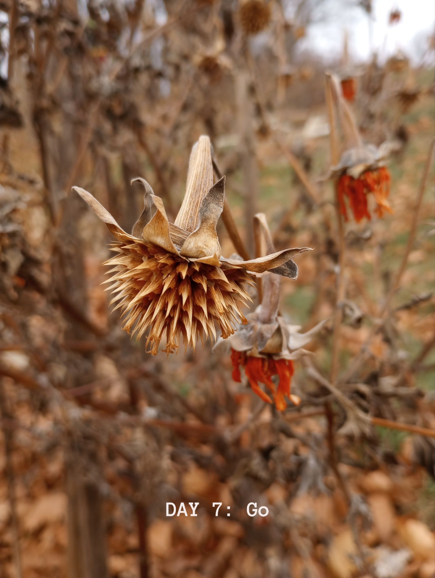 Go | Mockingbird Chronicles