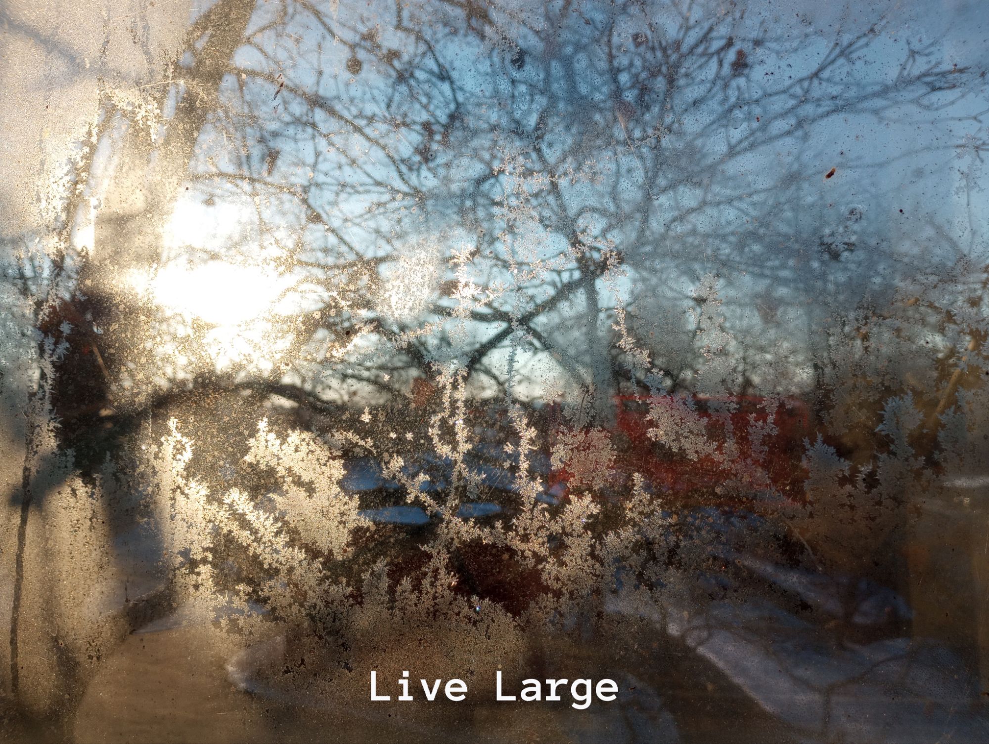 Live Large | Mockingbird Chronicles