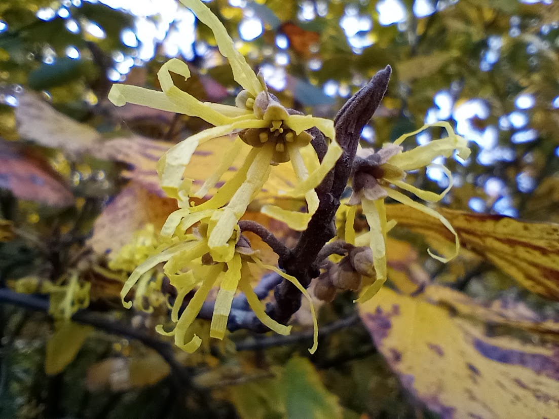 Meditation | Mockingbird Chronicles