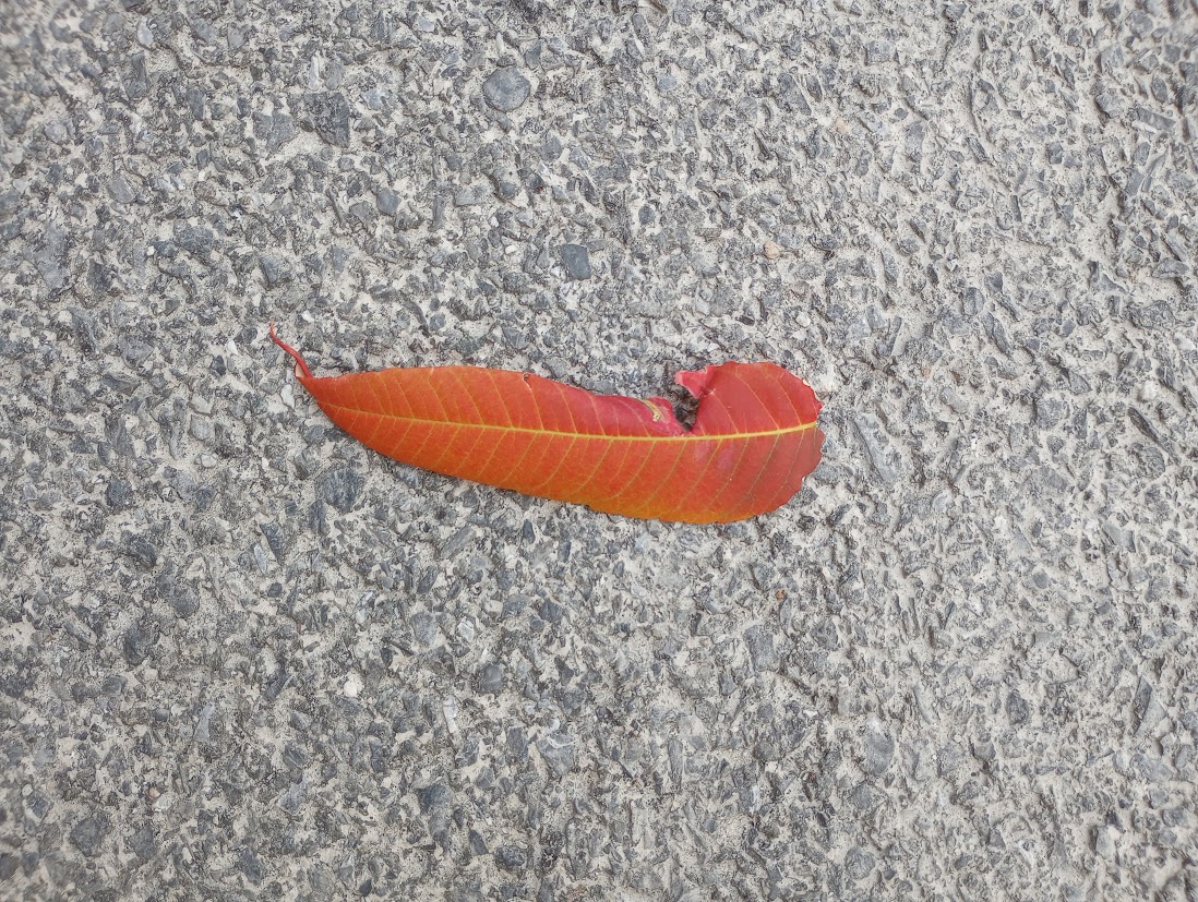 Finding Meaning in Paradox | Mockingbird Chronicles