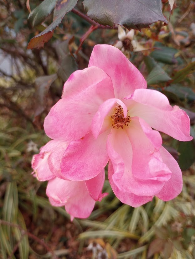 You Are Shameless | Mockingbird Chronicles